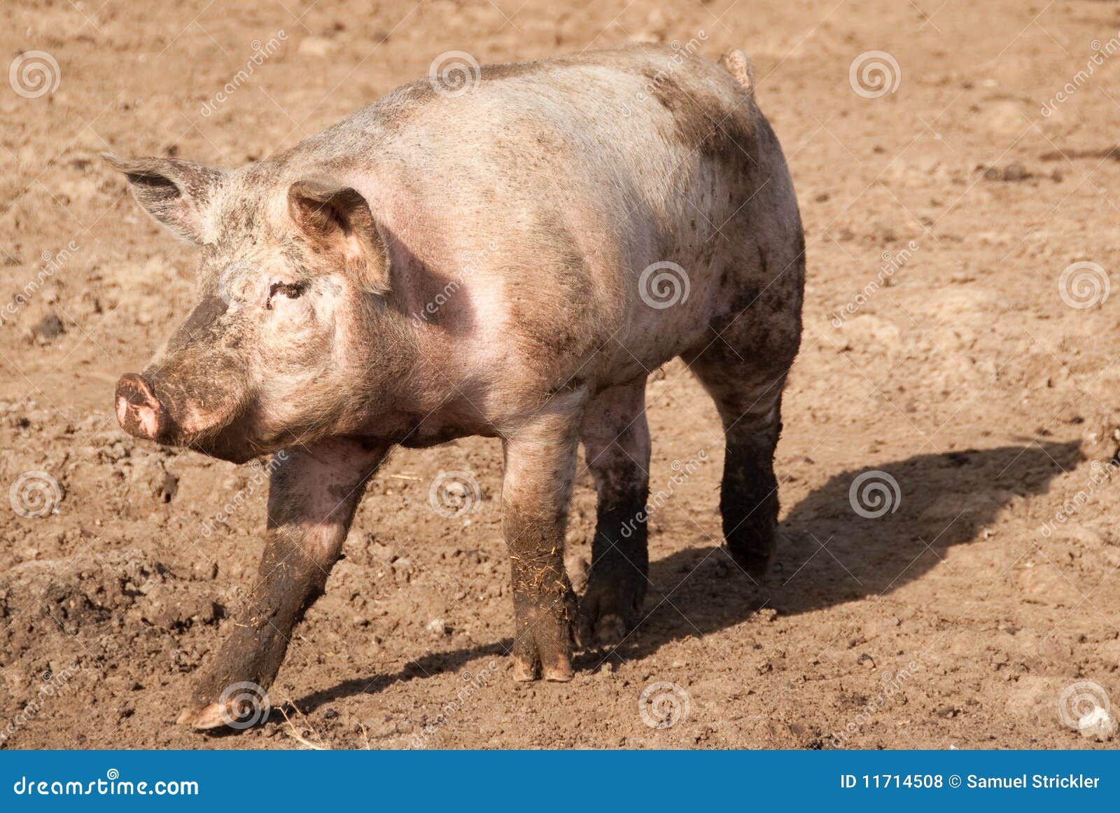 Porc photo stock. Image du chéri, animal, regarder, nature - 11714508