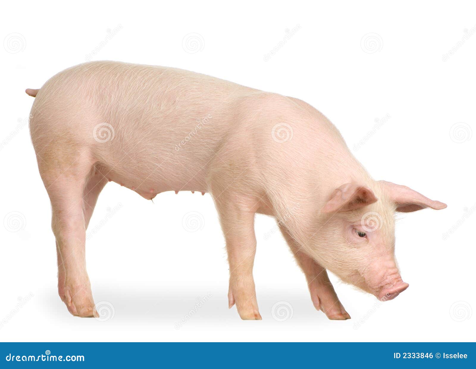 Porc photo stock. Image du animal, arrière, porcin, blanc - 2333846