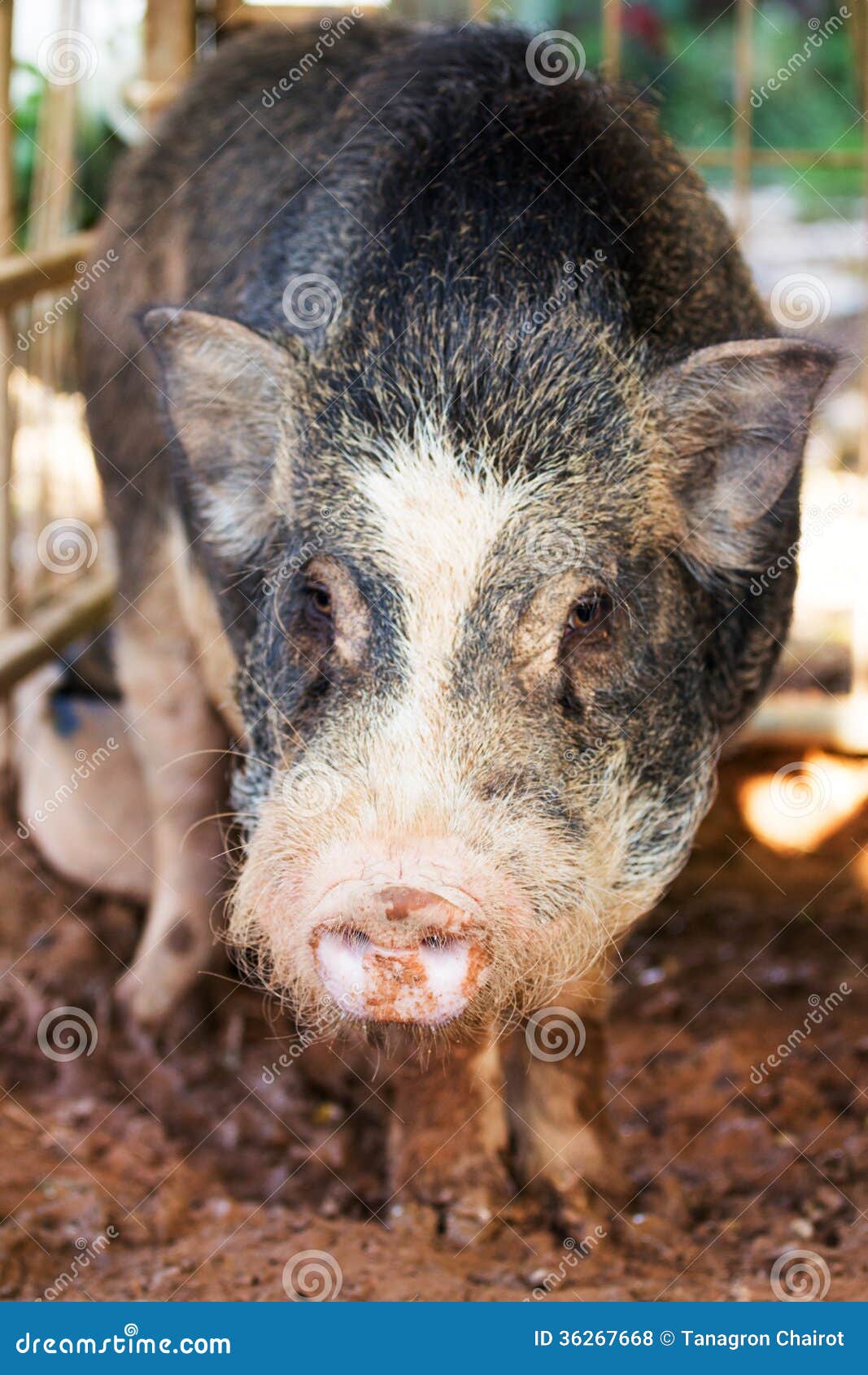 Porc photo stock. Image du industrie, ferme, multiplication - 36267668