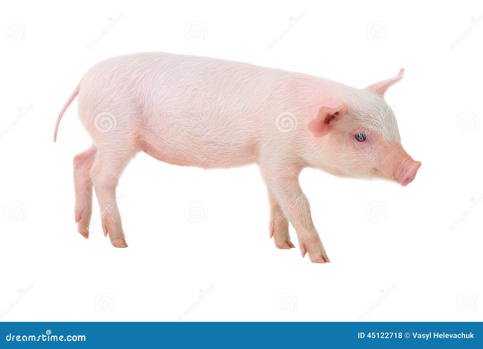 Porc photo stock. Image du blanc, mammifère, durée, bétail - 45122718