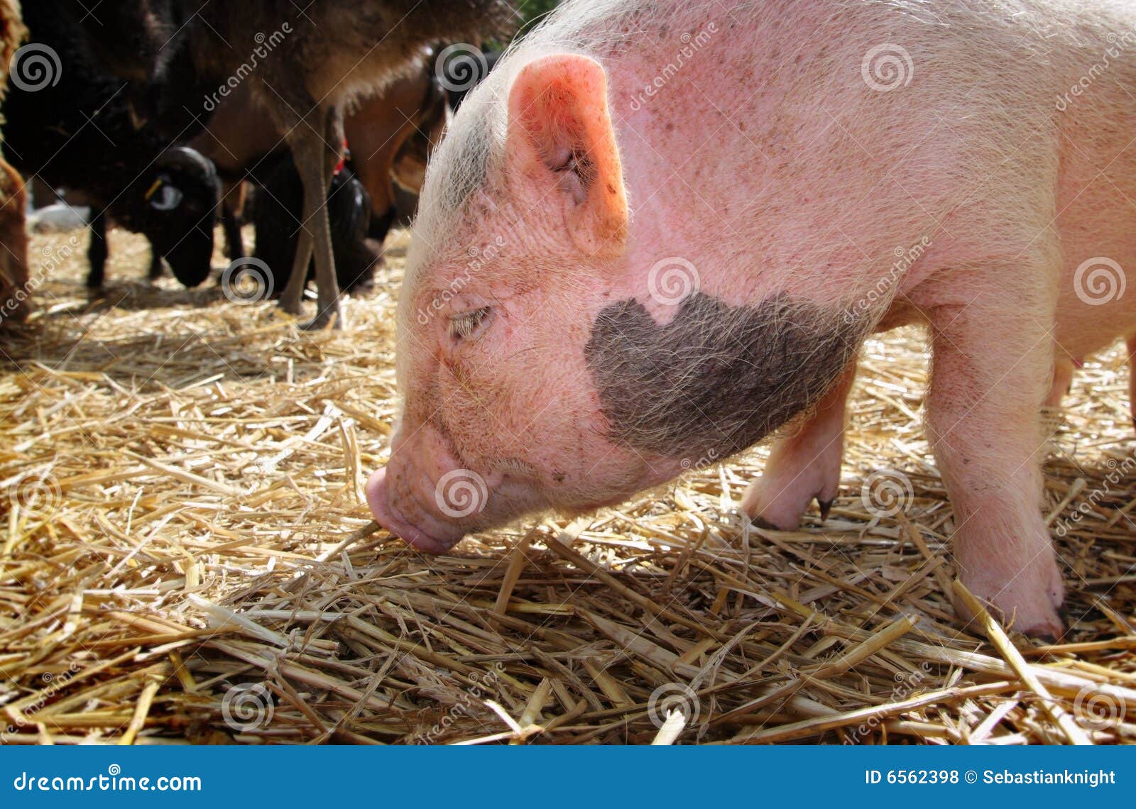 Porc photo stock. Image du fermer, gros, verrat, curiosité - 6562398