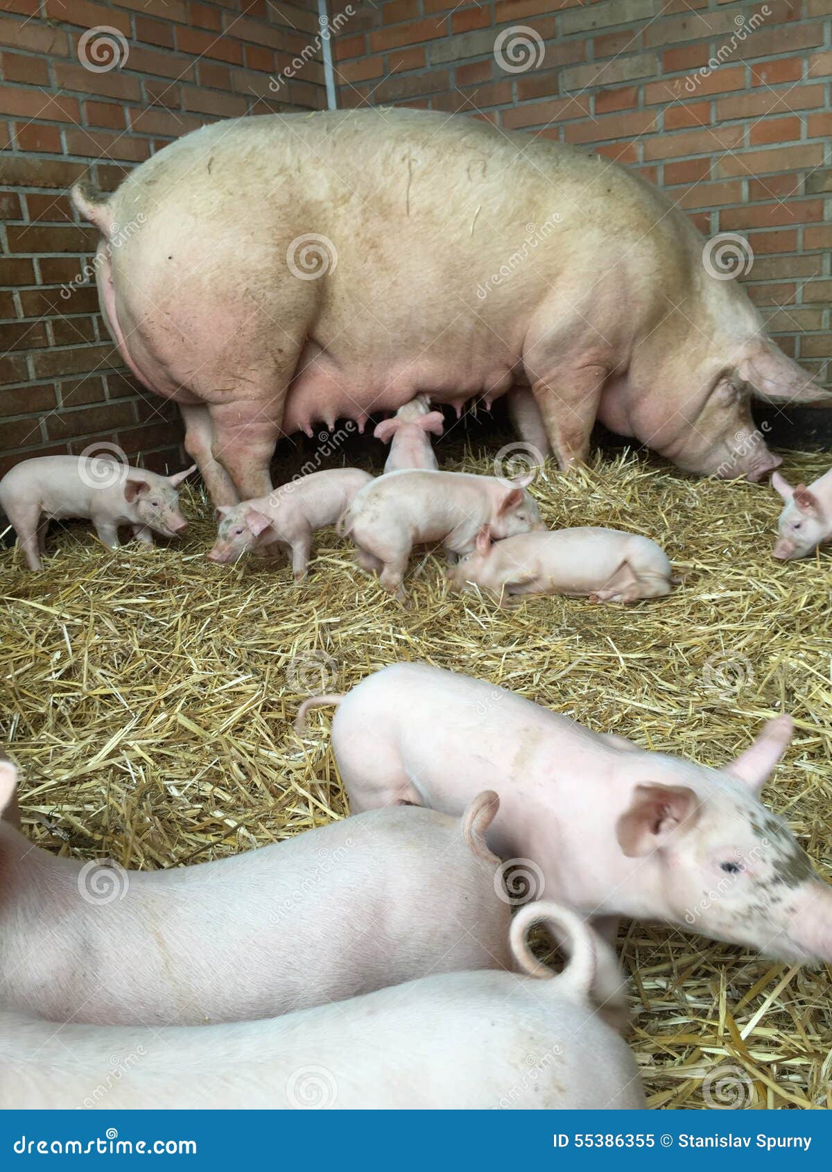 Porc avec des porcelets image stock. Image du porc, animal - 55386355