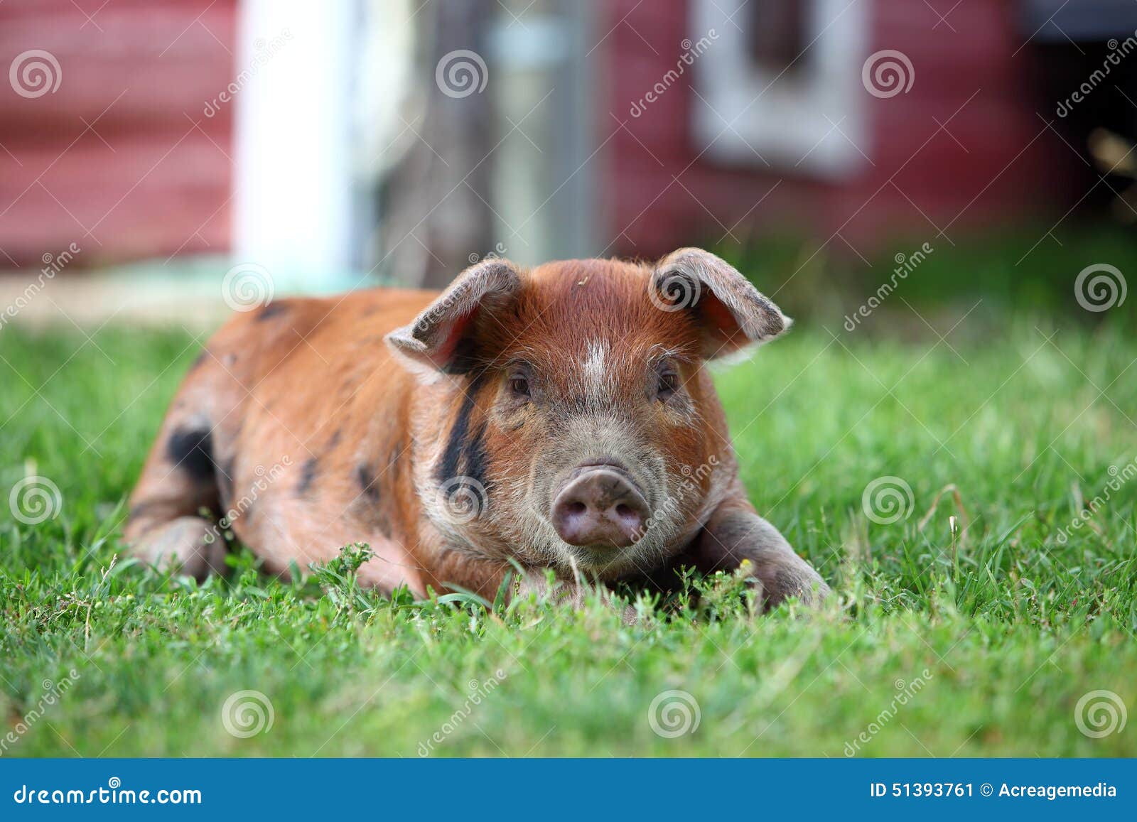 Porc de duroc image stock. Image du mammifère, intervalle - 51393761