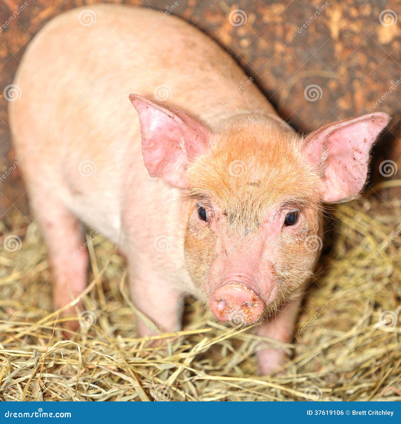 Porc de porcelet photo stock. Image du animal, bétail - 37619106