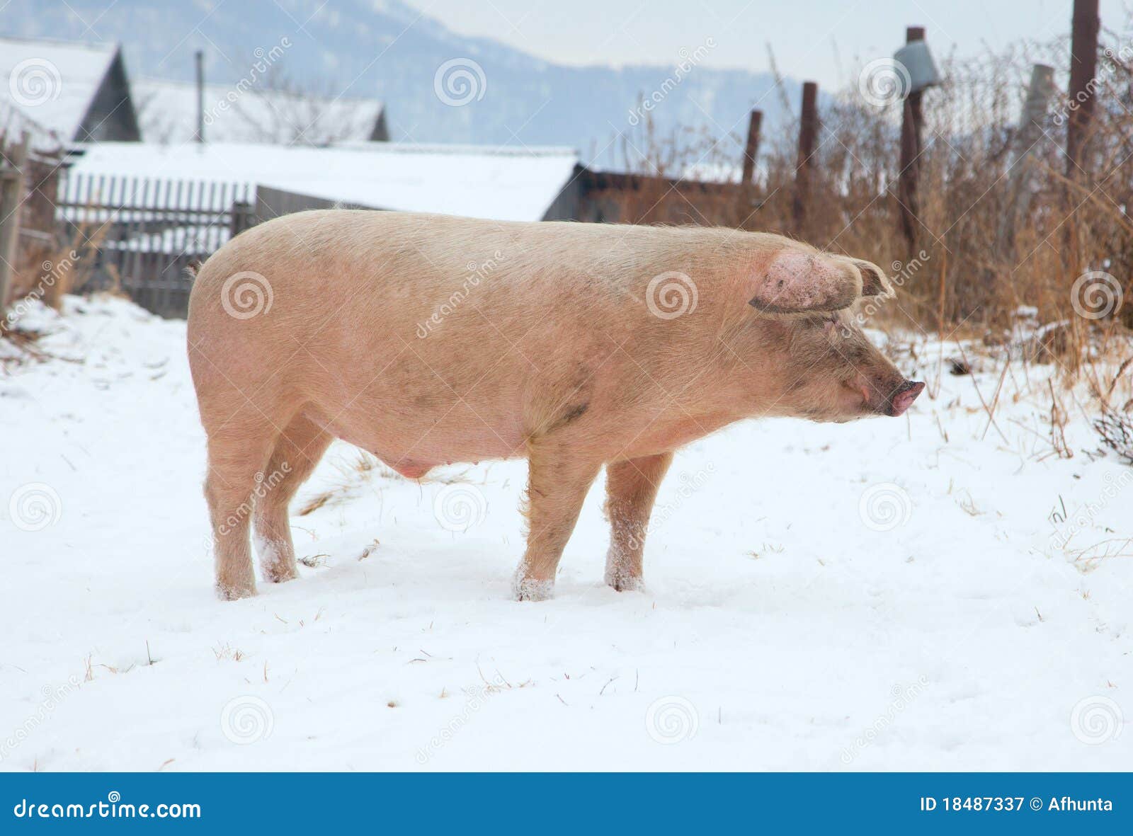 Porc domestique image stock. Image du blanc, congelé - 18487337