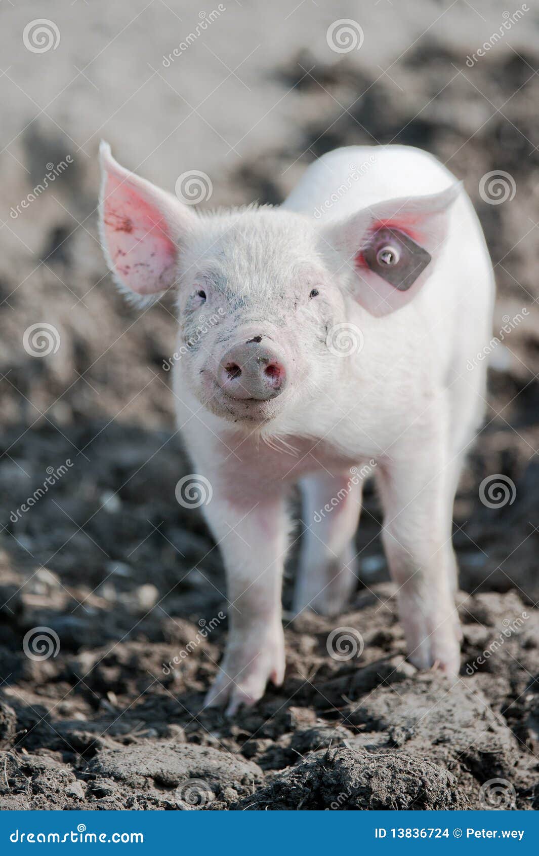 Porc heureux photo stock. Image du ontario, grange, mignon - 13836724