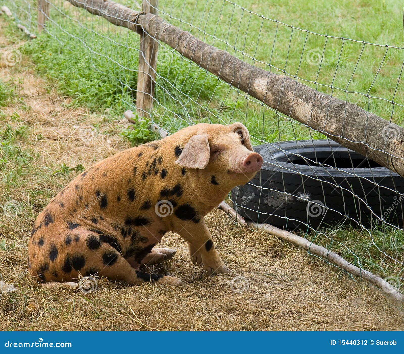 Porc heureux photo stock. Image of noir, museau, animal - 15440312