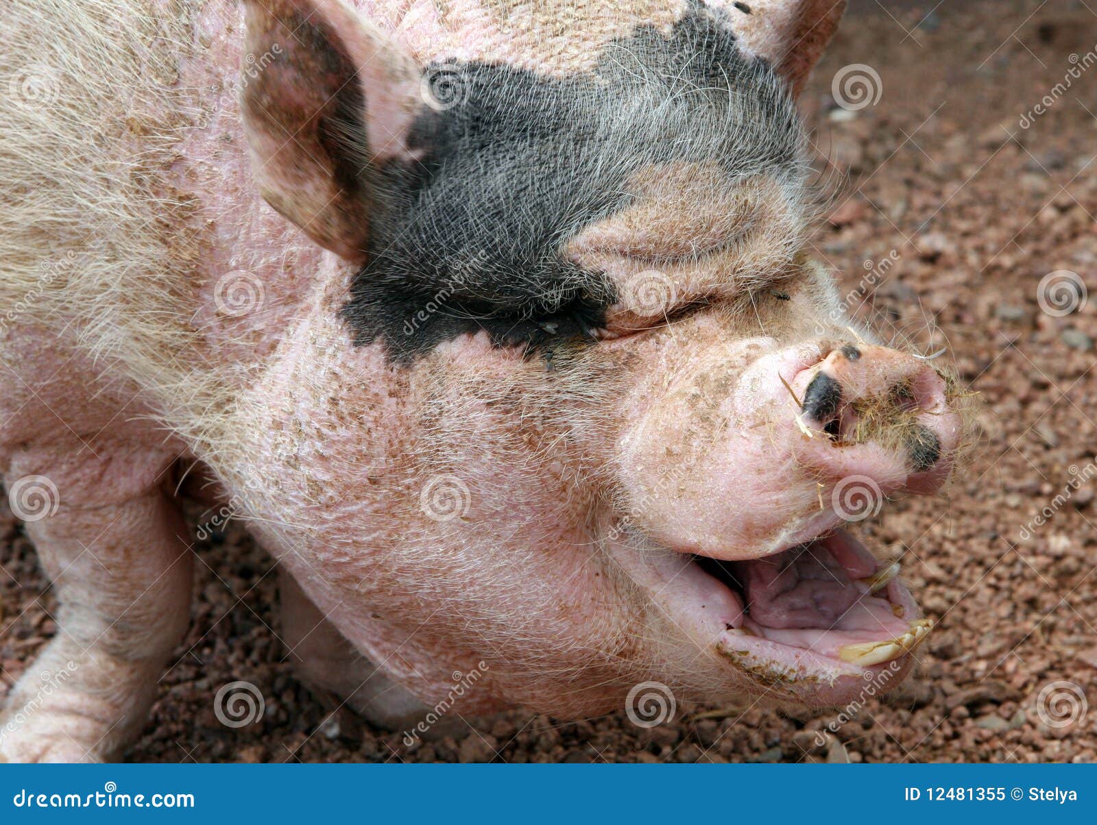 Porc laid image stock. Image du ferme, sourire, dents - 12481355