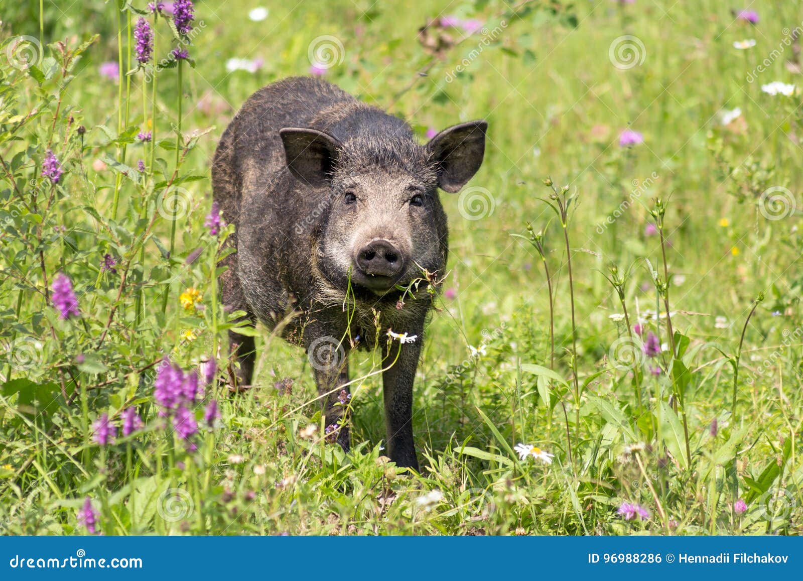 Porc Sauvage Photos Stock - Téléchargez 20,057 Photos libres de droits