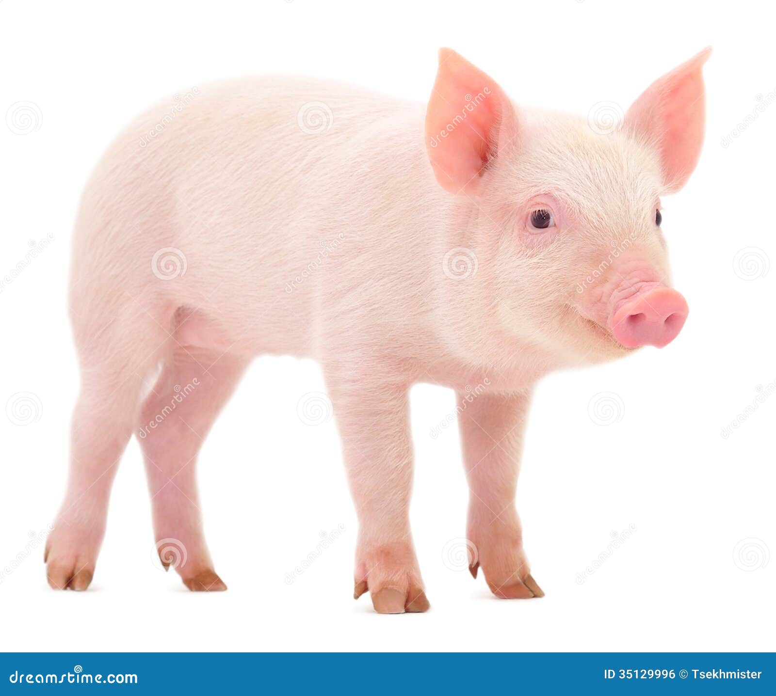Porc sur le blanc photo stock. Image du mammifère, studio - 35129996