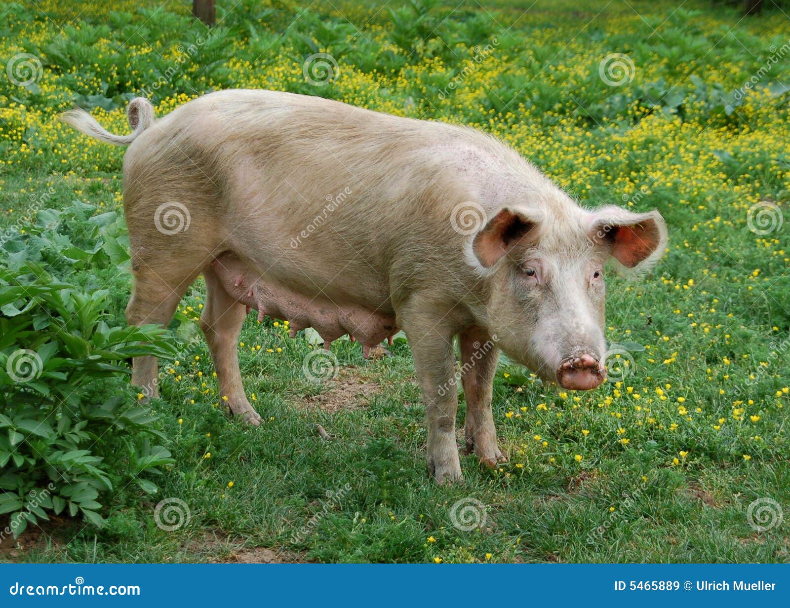 Porca imagem de stock. Imagem de doméstico, campo, fêmea - 5465889