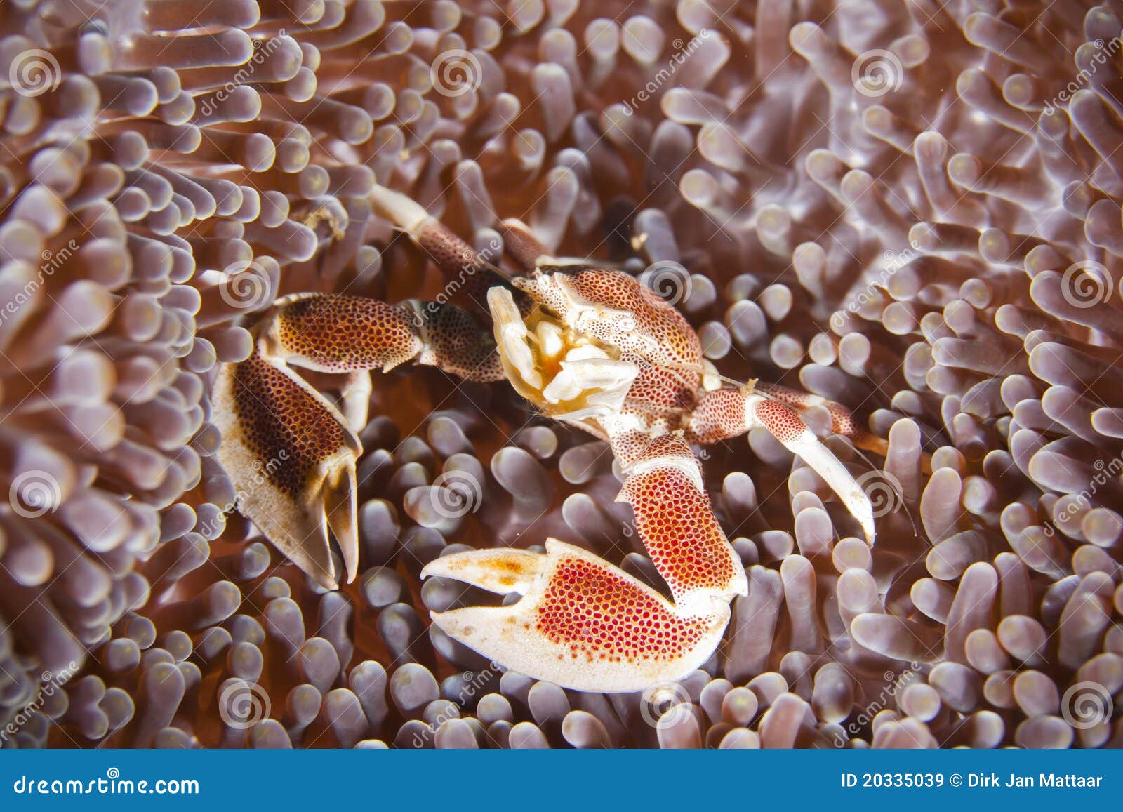 Porcelain Anemone Crab stock image. Image of porcelain - 20335039