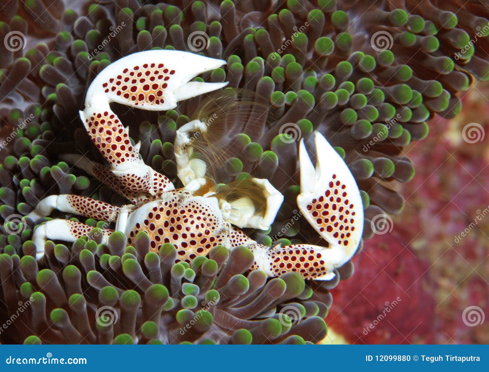 Porcelain crab stock photo. Image of creatures, marine - 12099880