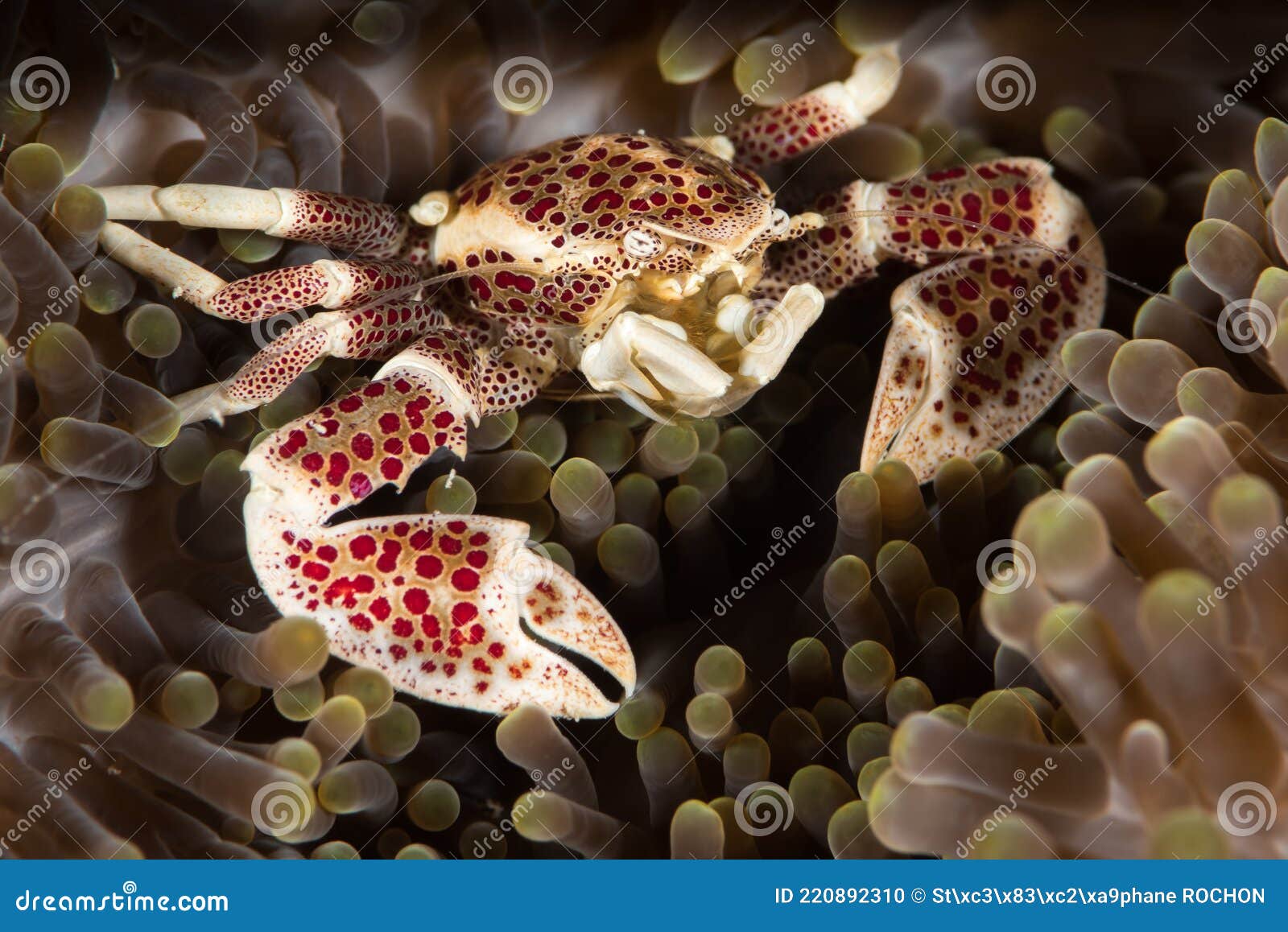 Porcelain Crab in an Anemone Stock Photo - Image of closeup ...
