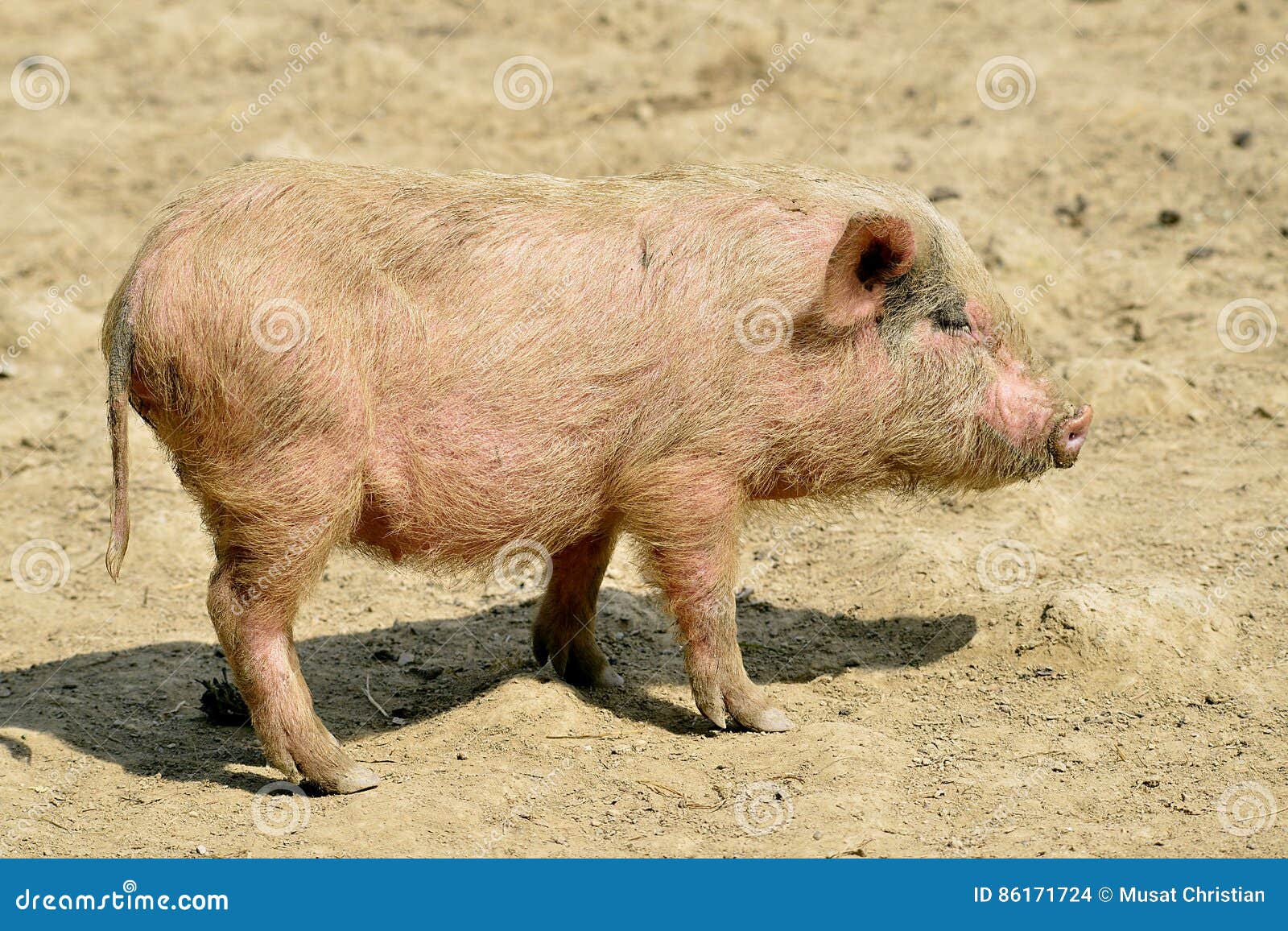 Porcellino rosa fotografia stock. Immagine di rosa, mammifero - 86171724