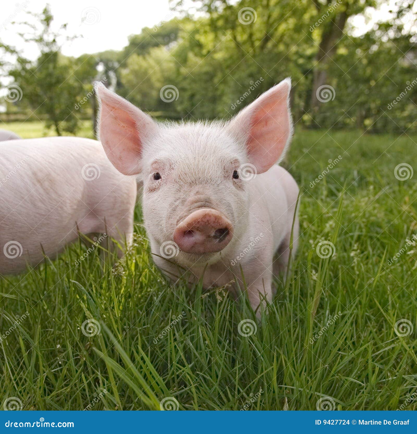 Porcellino Sveglio Vicino in Su Fotografia Stock - Immagine di ...