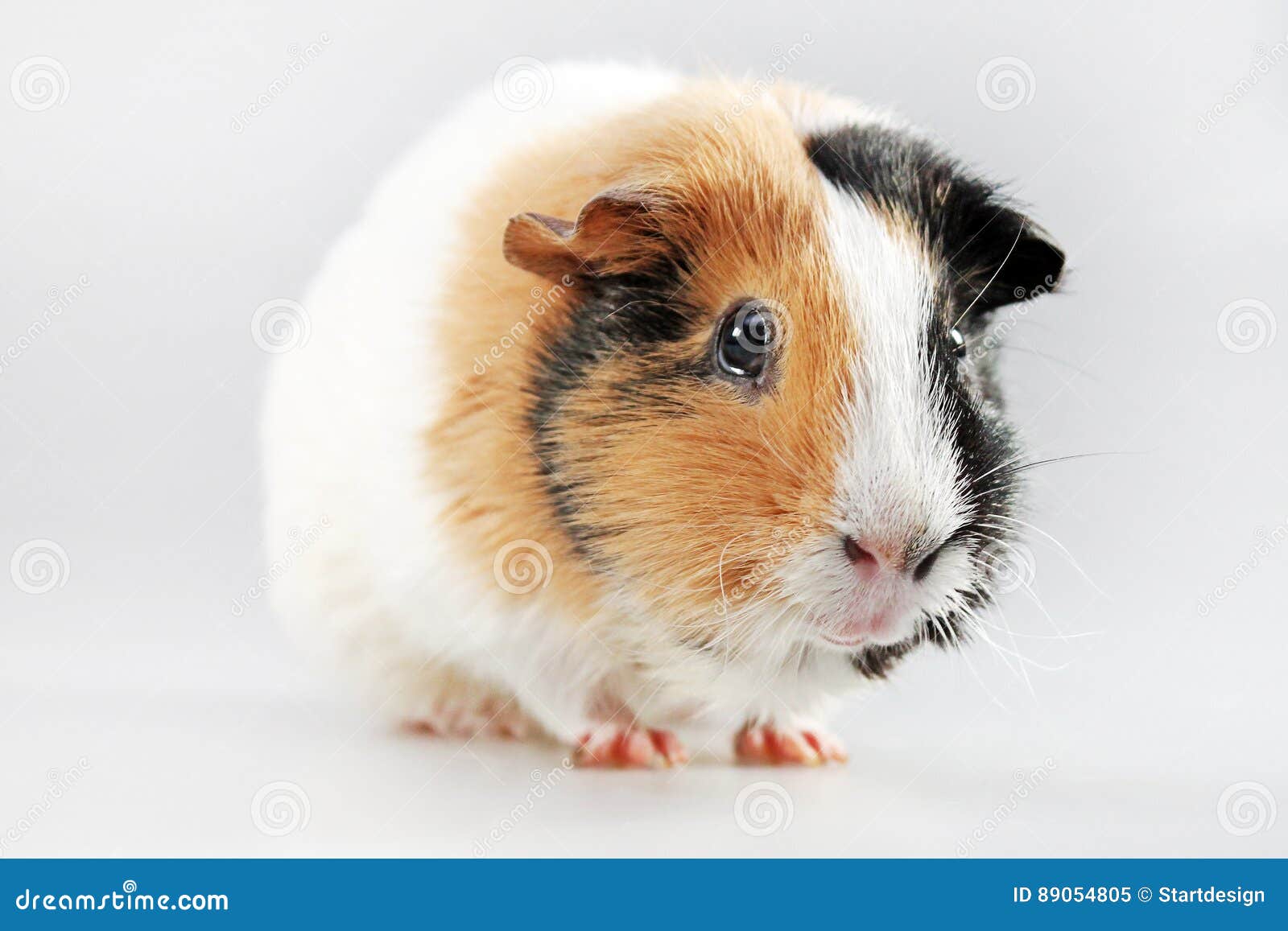 Porcellus De Cavia De Cobaye Image stock - Image du domestique, rongeur ...