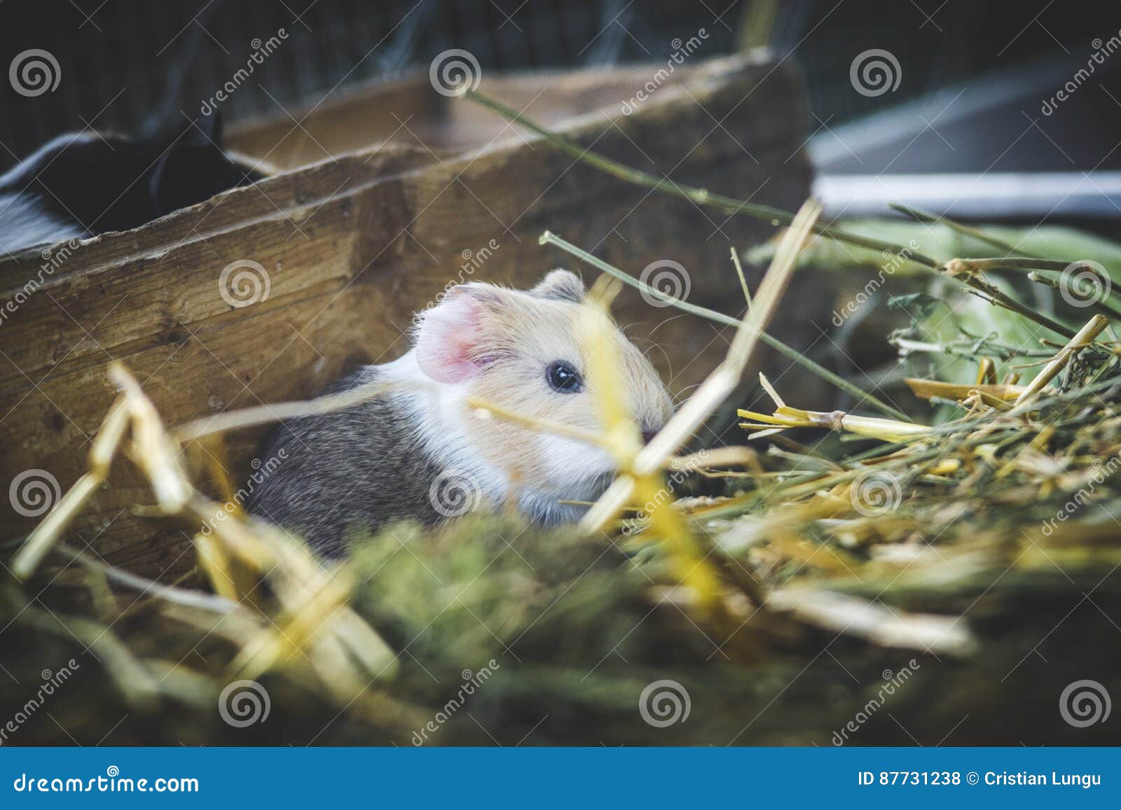 Porcellus Di Cavia Della Cavia Fotografia Stock - Immagine di piccolo ...