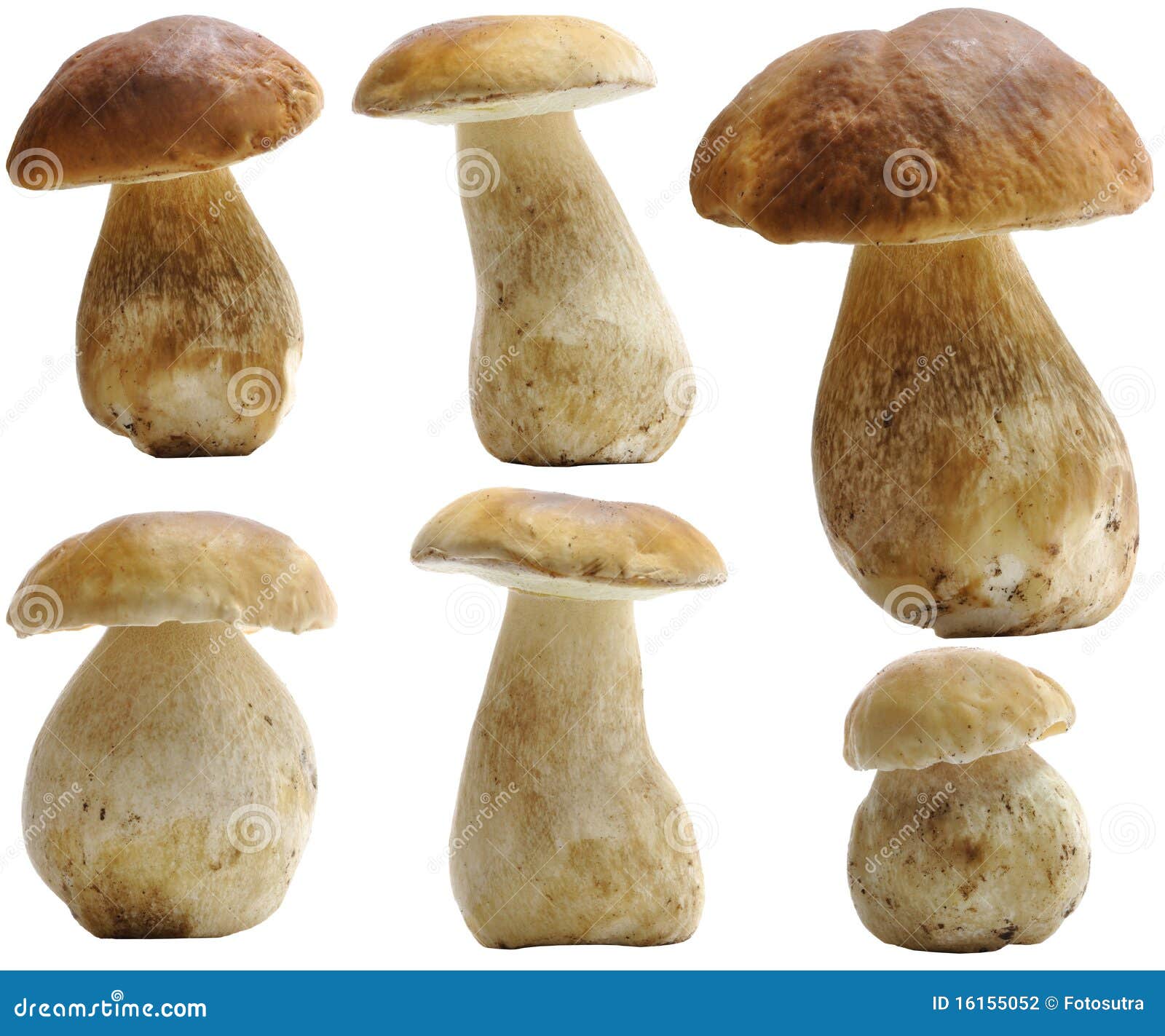 Porcini (Boletus Edulis) Set Isolated Stock Photo - Image of porcino ...