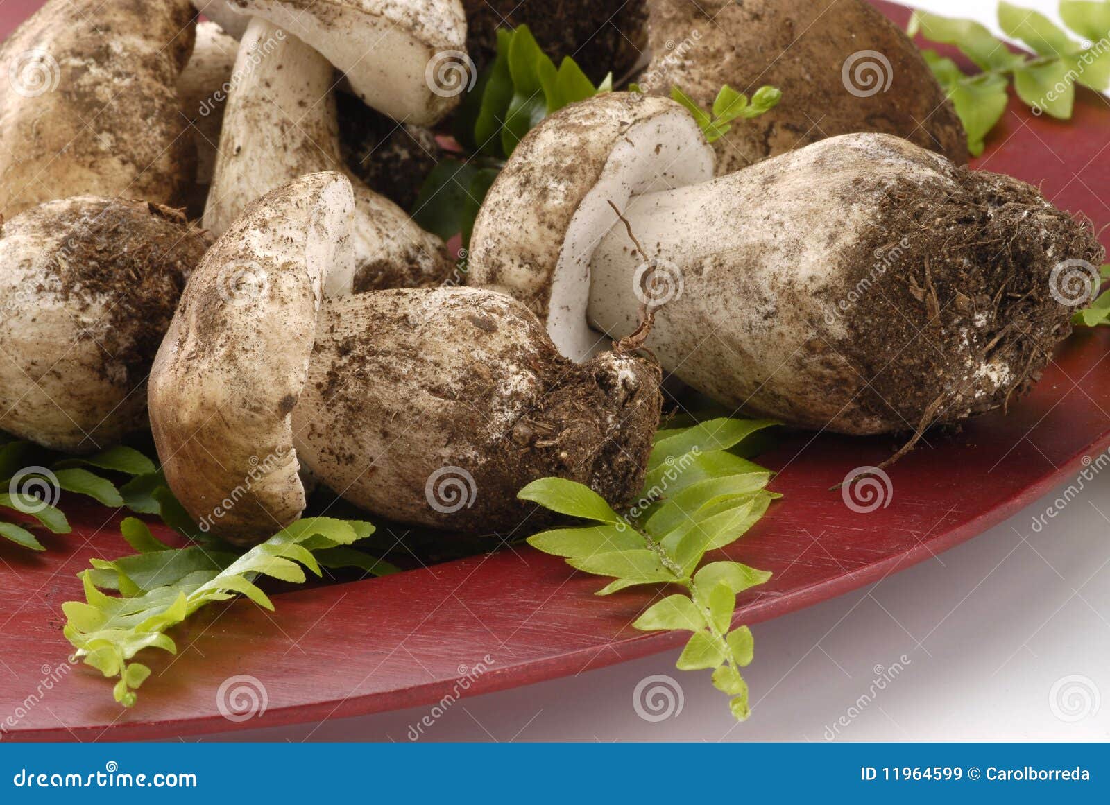 Porcini mushrooms. stock image. Image of edulis, studio - 11964599