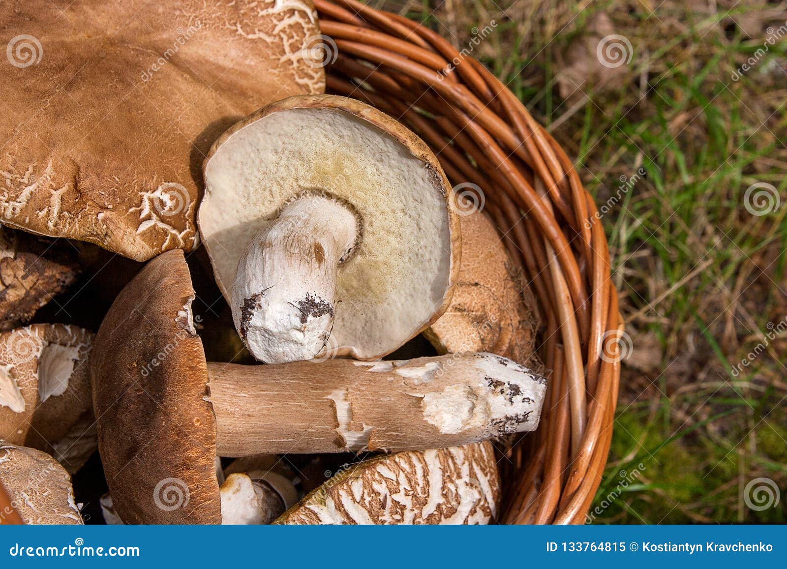 Porcini Mushrooms Boletus Edulis, Cep, Penny Bun, Porcino or Ki Stock ... Porcini Mushrooms Boletus Edulis, Cep, Penny Bun, Porcino or Ki Stock ...