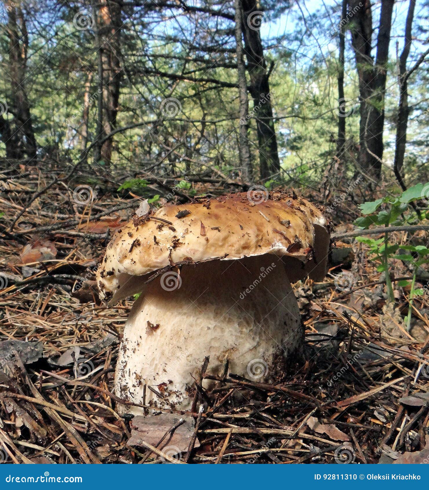 Porcini, Petit Pain De Penny Photo stock - Image du ukraine, cueillette ...