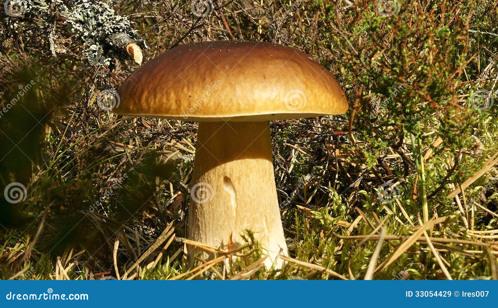 Porcino immagine stock. Immagine di particolare, foglio - 33054429