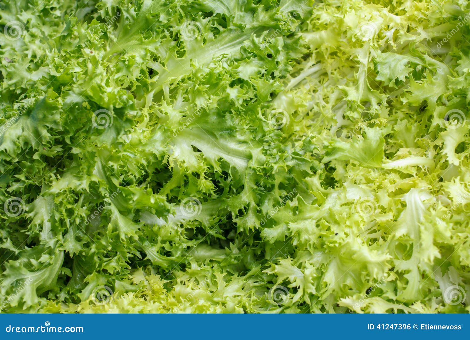 Porciones De Lechuga Rizada Foto de archivo - Imagen de hoja, planta ...