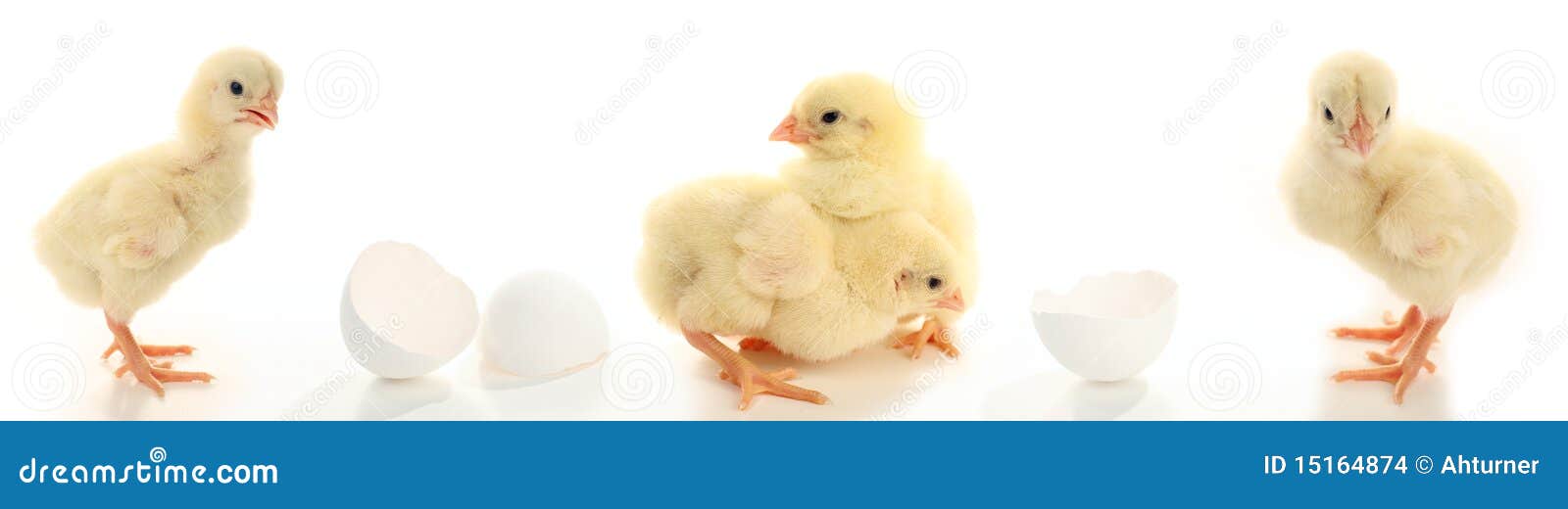 Porciones De Pollos Del Bebé Foto de archivo - Imagen de pollos, feliz ...