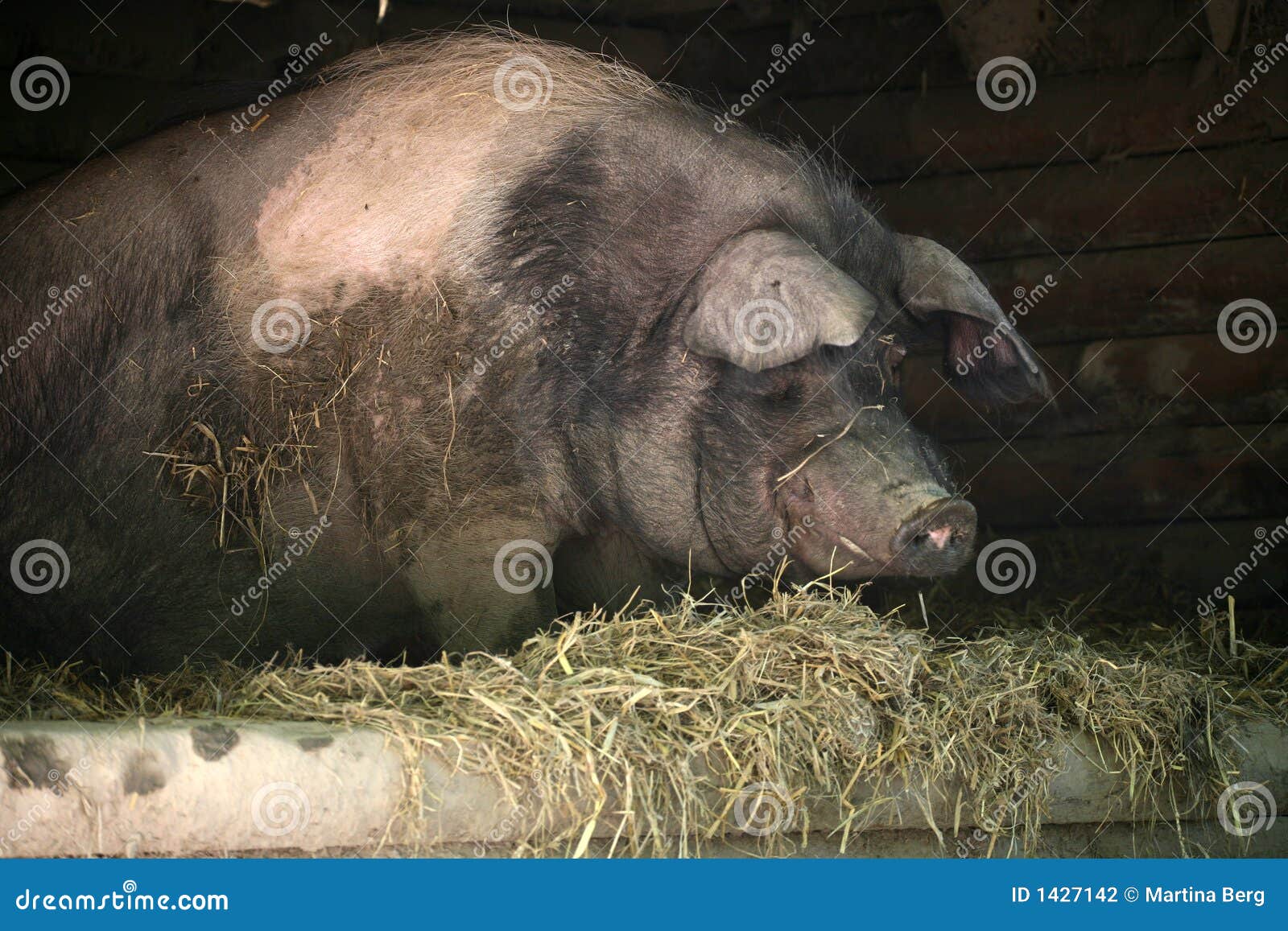 Porco foto de stock. Imagem de porca, gado, agricultura - 1427142