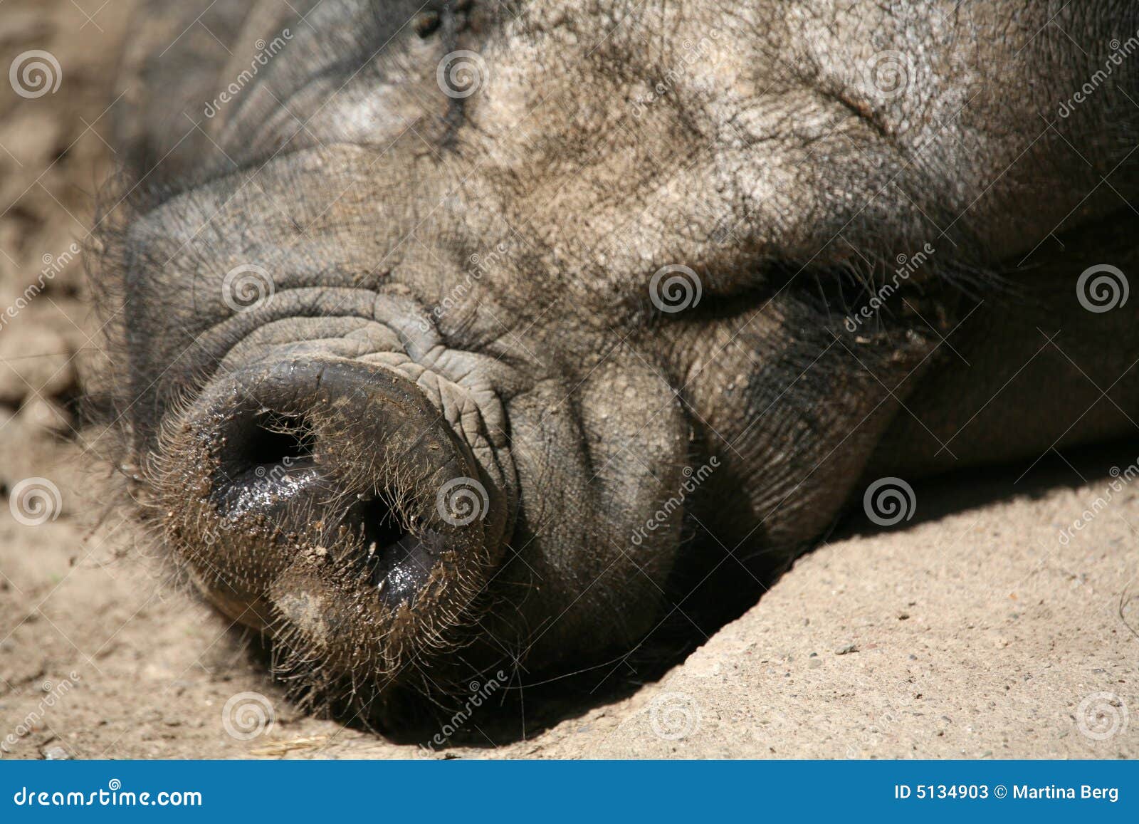 Porco imagem de stock. Imagem de porco, feio, nansen, vieta - 5134903