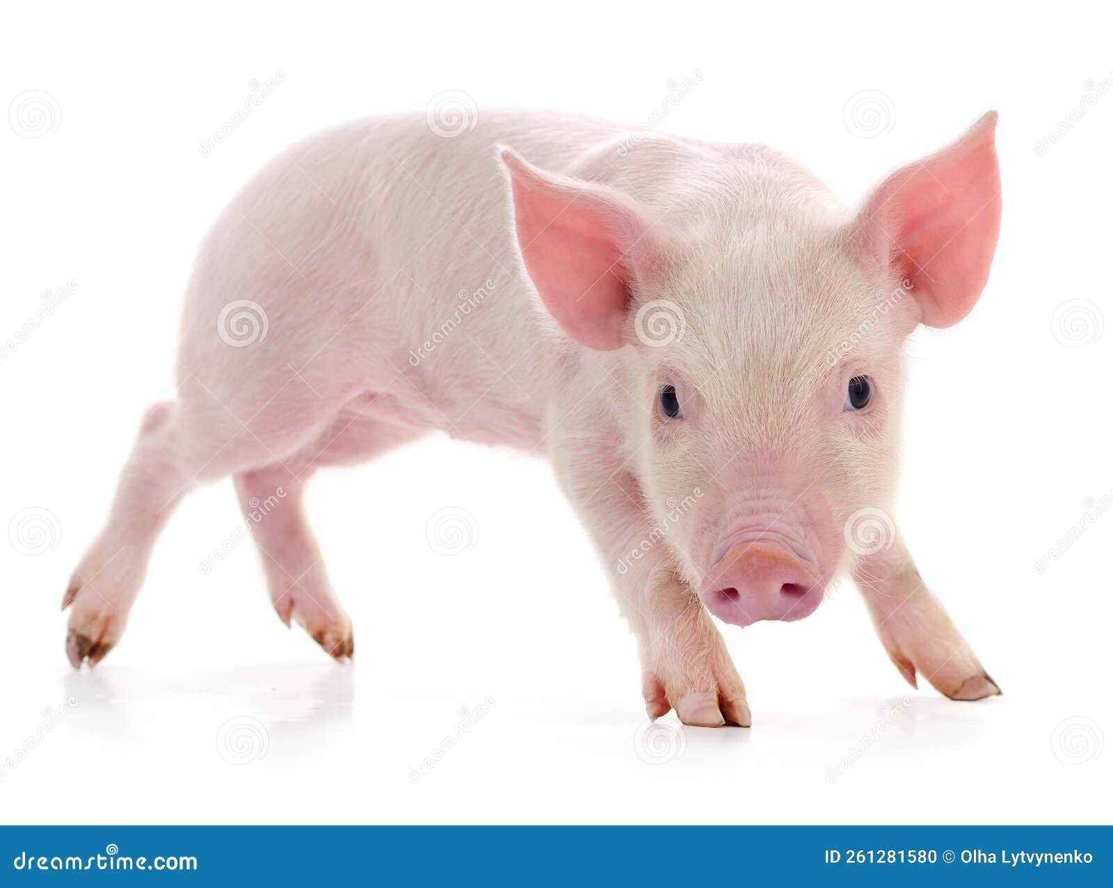 Porco branco foto de stock. Imagem de agricultura, isolado - 261281580