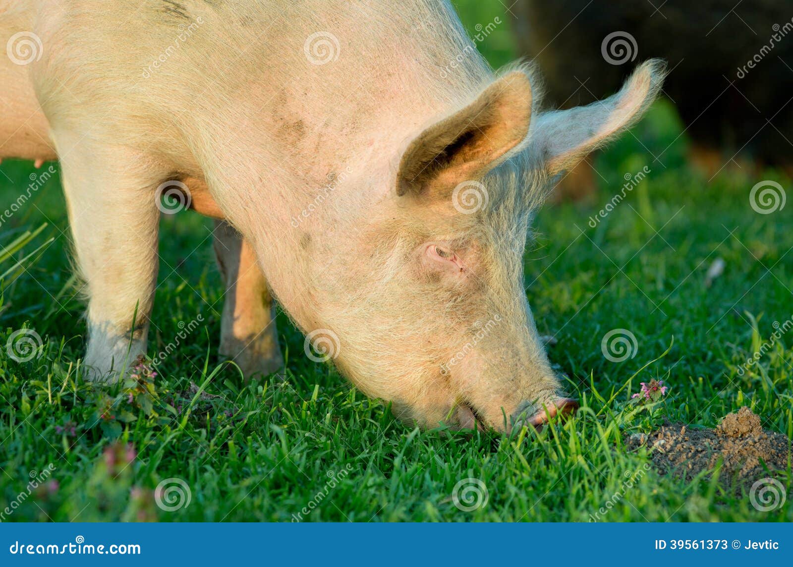 Porco de Yorkshire imagem de stock. Imagem de ecologia - 39561373