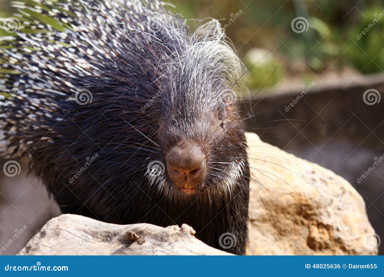 Porco-espinho foto de stock. Imagem de animais, selvagem - 48025636