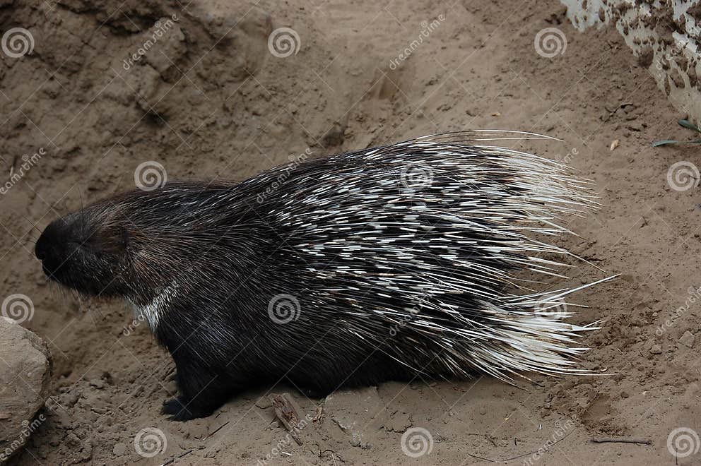 Porco-espinho imagem de stock. Imagem de africano, wildlife - 58083005