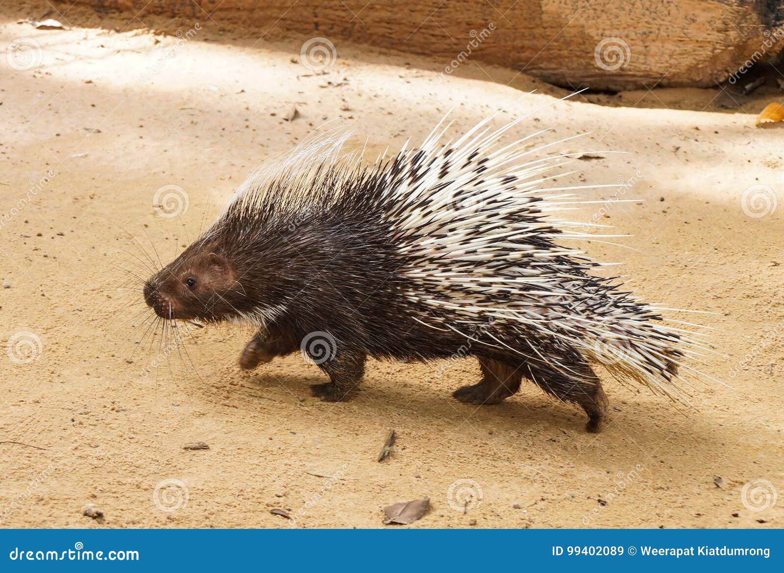 Porco-espinho imagem de stock. Imagem de parque, animal - 99402089