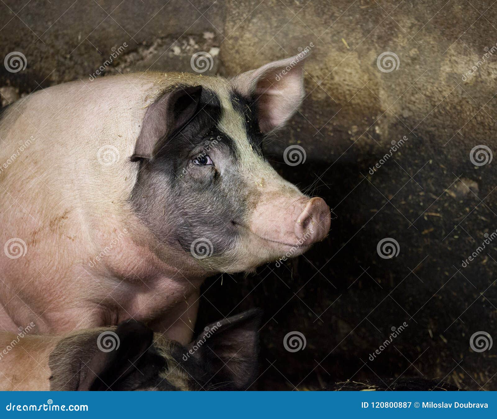 Porco feliz imagem de stock. Imagem de retrato, doméstico - 120800887