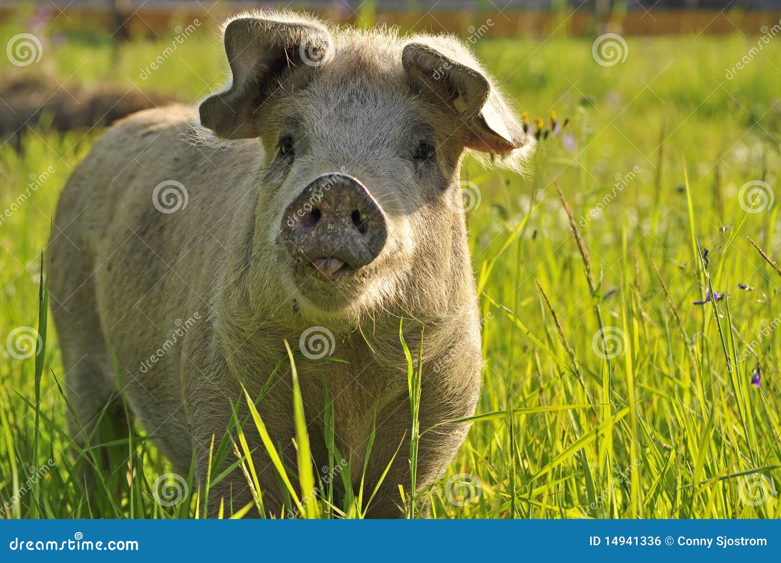 Porco feliz foto de stock. Imagem de agricultura, exterior - 14941336