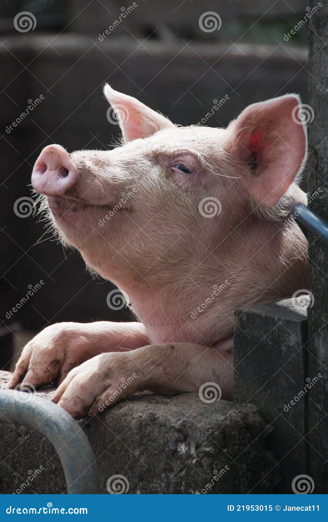 Porco feliz imagem de stock. Imagem de bobo, porta, animal - 21953015