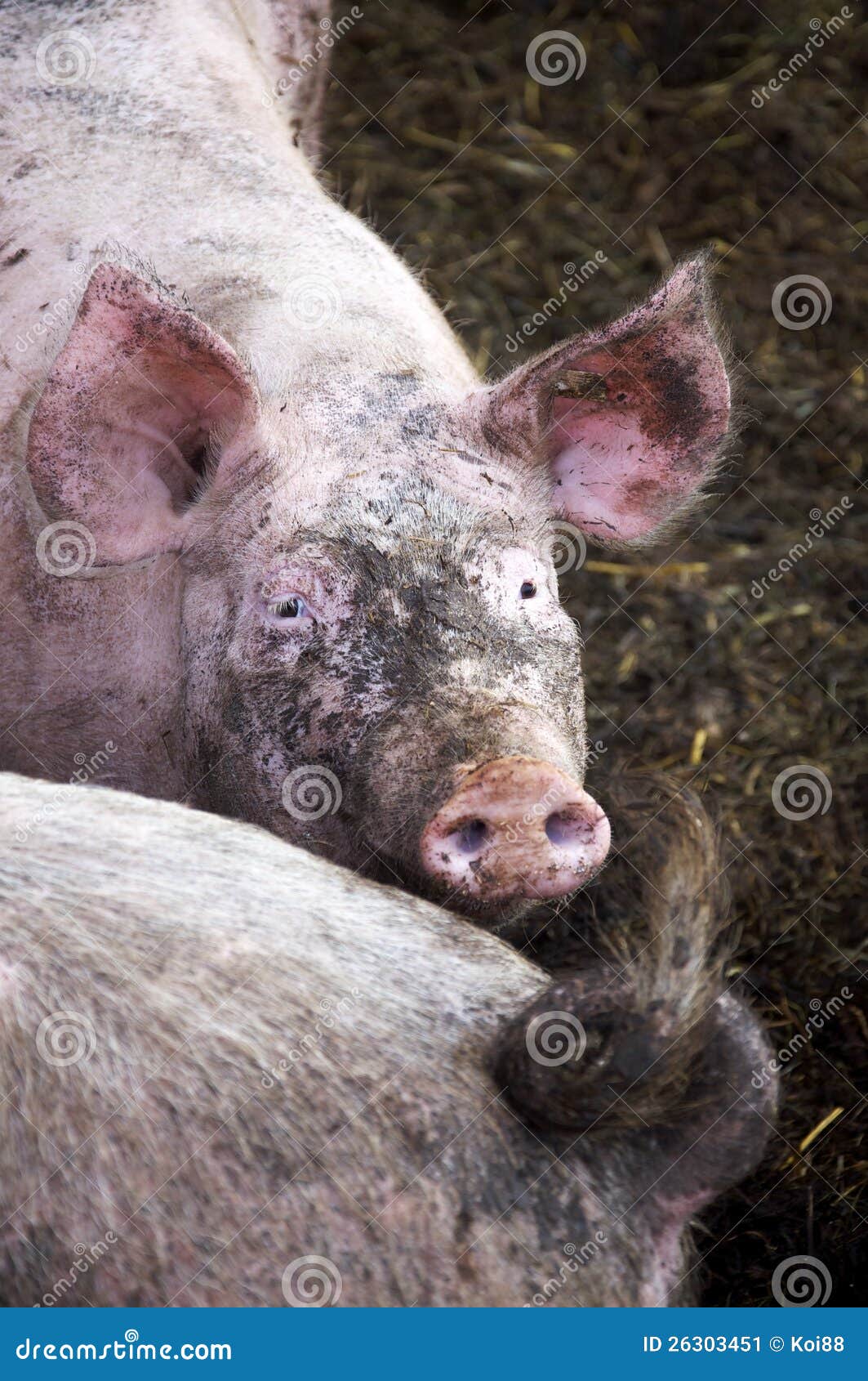 Porco feliz imagem de stock. Imagem de porca, cauda, animal - 26303451