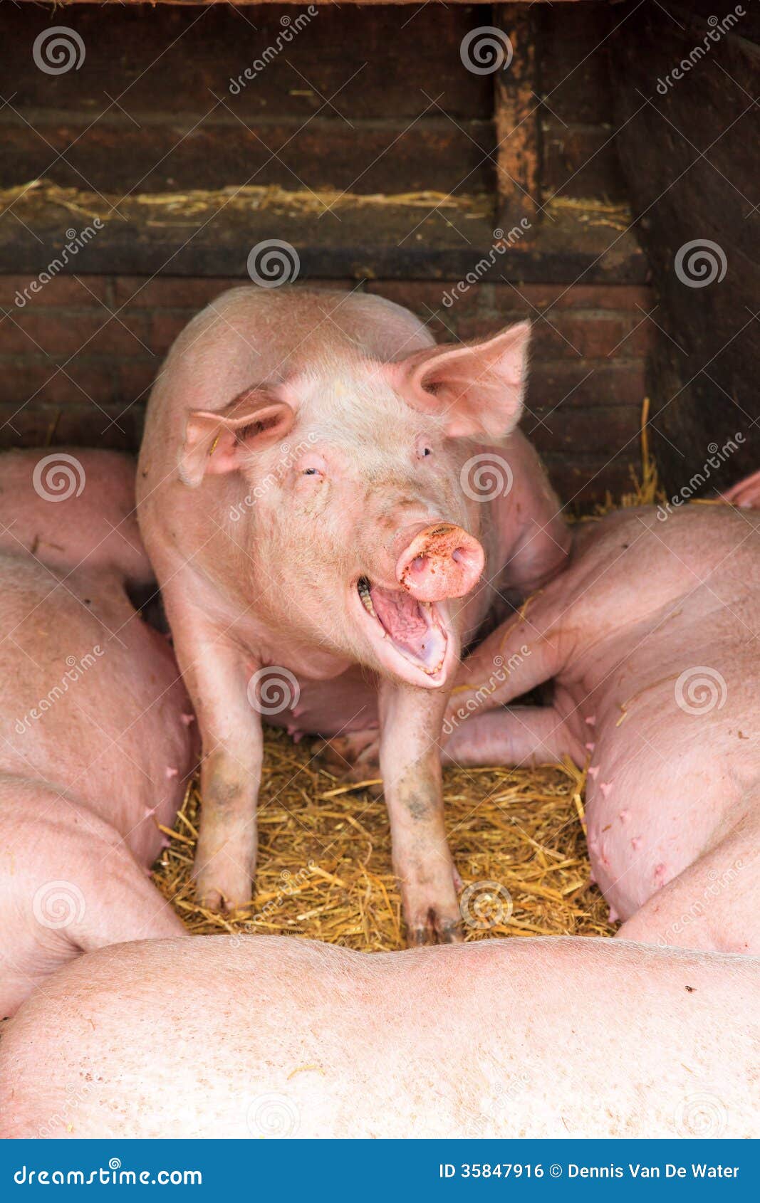 Porco feliz foto de stock. Imagem de porco, exterior - 35847916