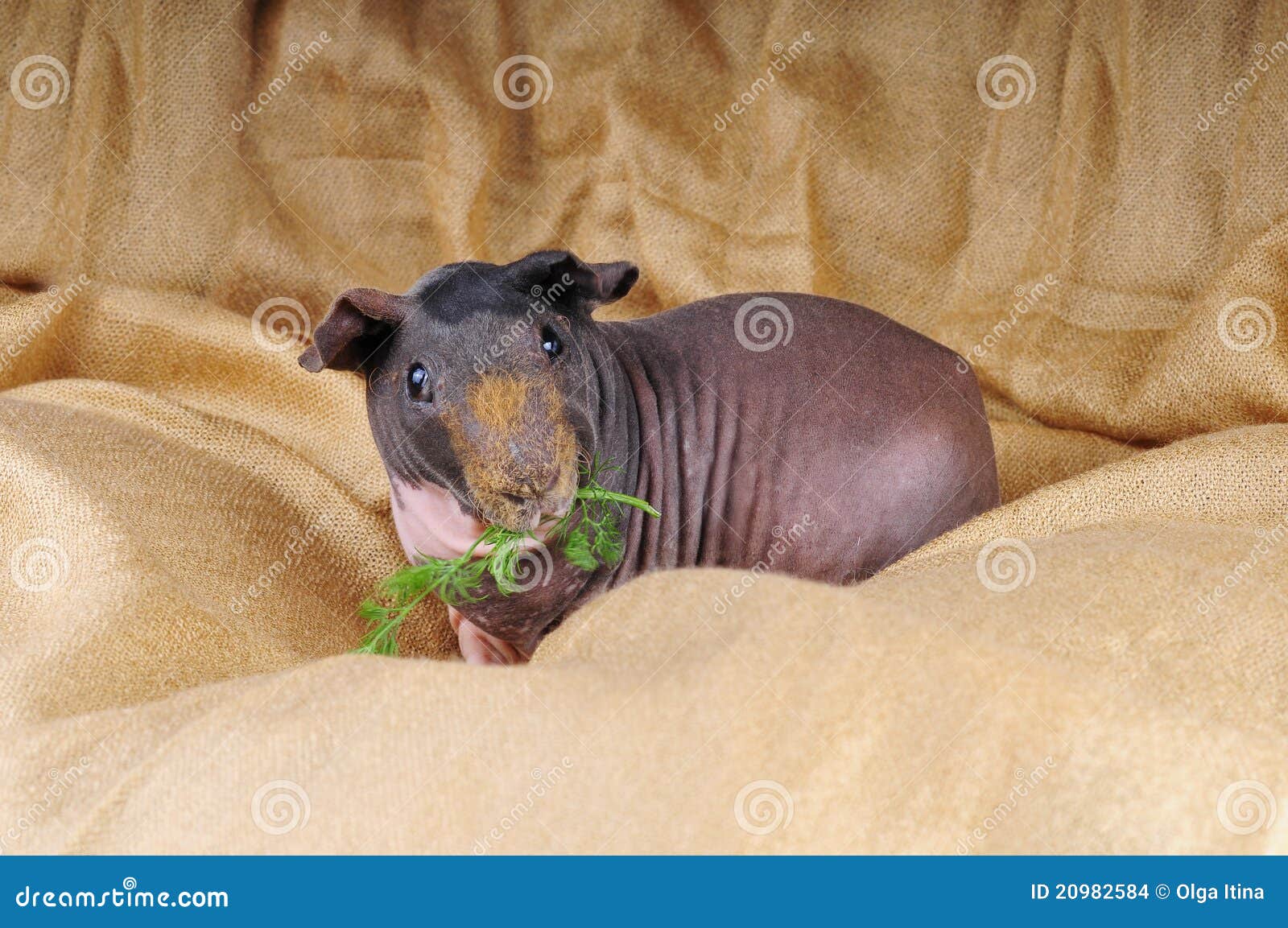 Porco magro foto de stock. Imagem de roedor, humor, bege - 20982584