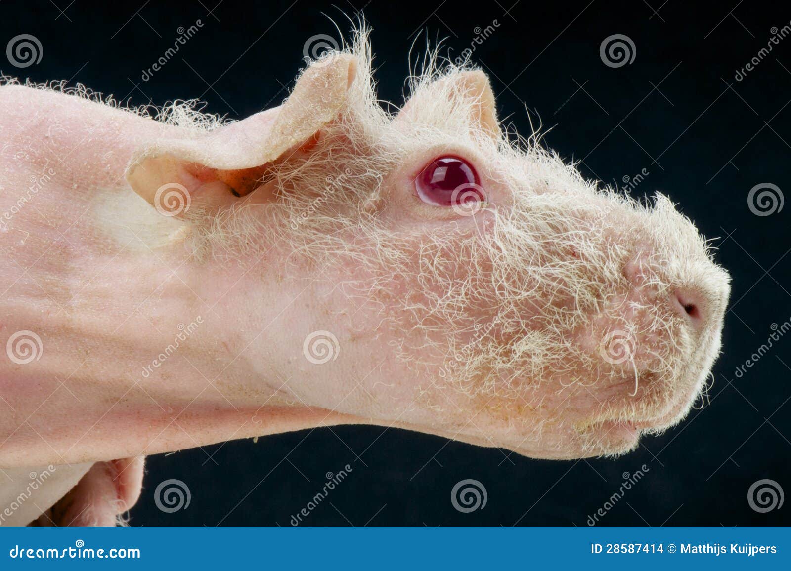 Porco magro foto de stock. Imagem de pesquisa, roedor - 28587414