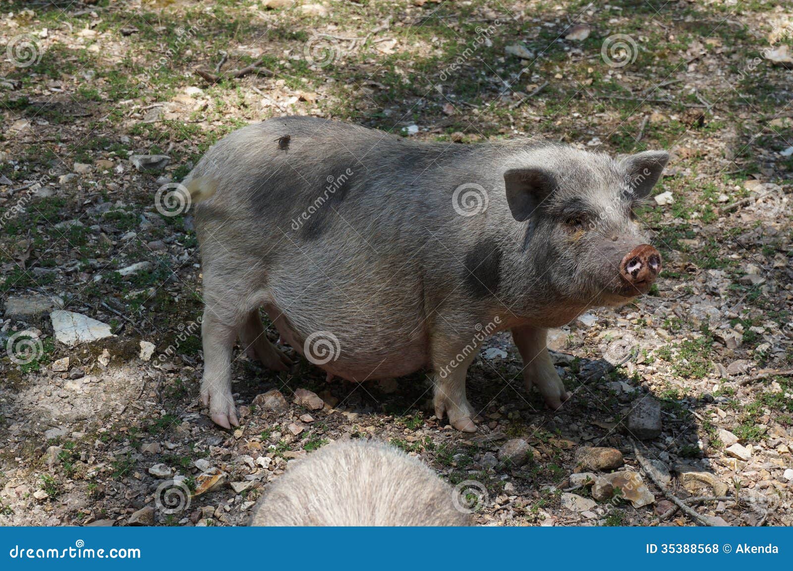 Porco Potbellied sujo foto de stock. Imagem de porco - 35388568