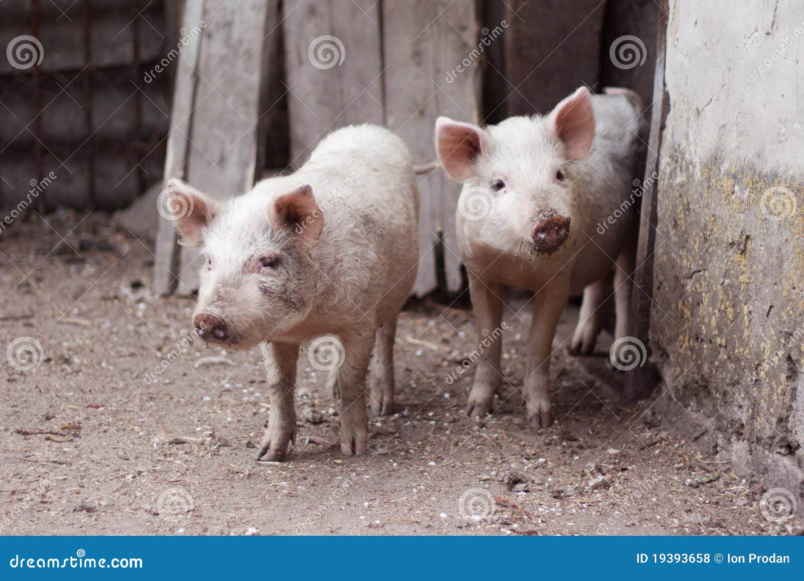 imagens de stock Porco Sujo Feio - Baixe 295 Royalty Free