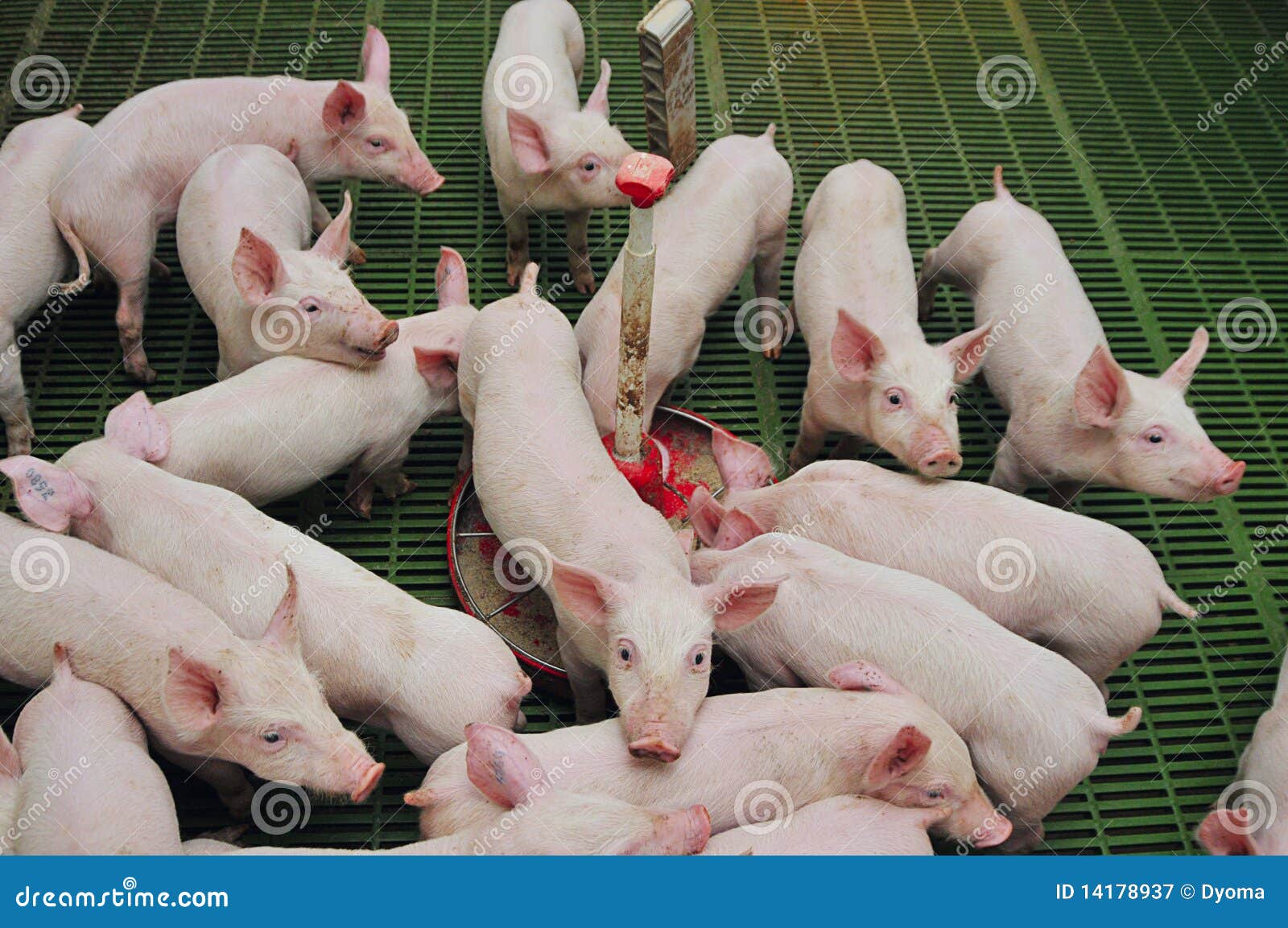 Porcos imagem de stock. Imagem de doméstico, gado, olhar - 14178937