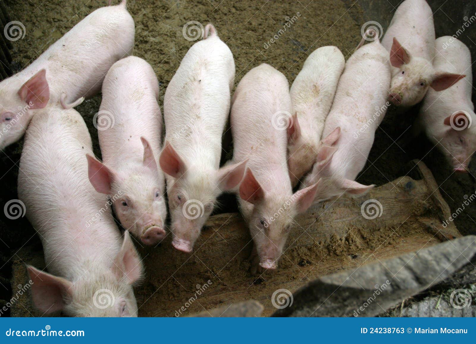 Porcos imagem de stock. Imagem de porcos, fofofo, olhar - 24238763