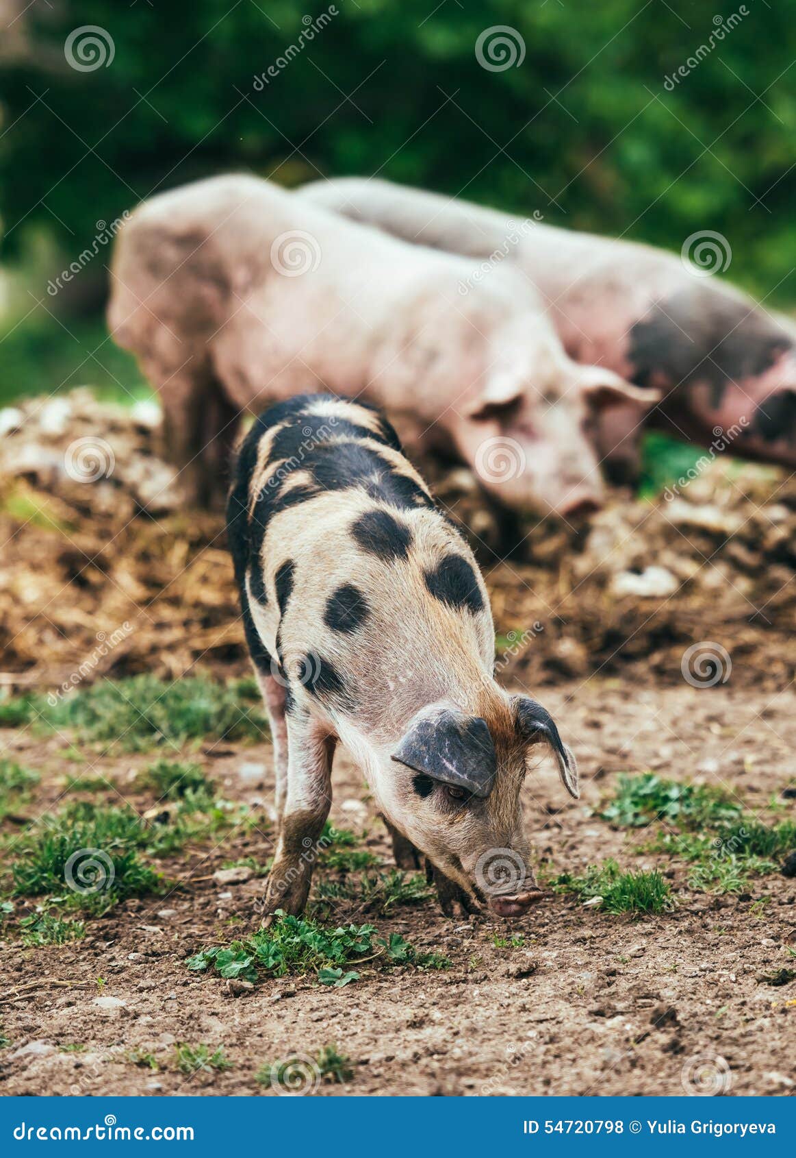 Porcos foto de stock. Imagem de pouco, ninguém, bebê - 54720798