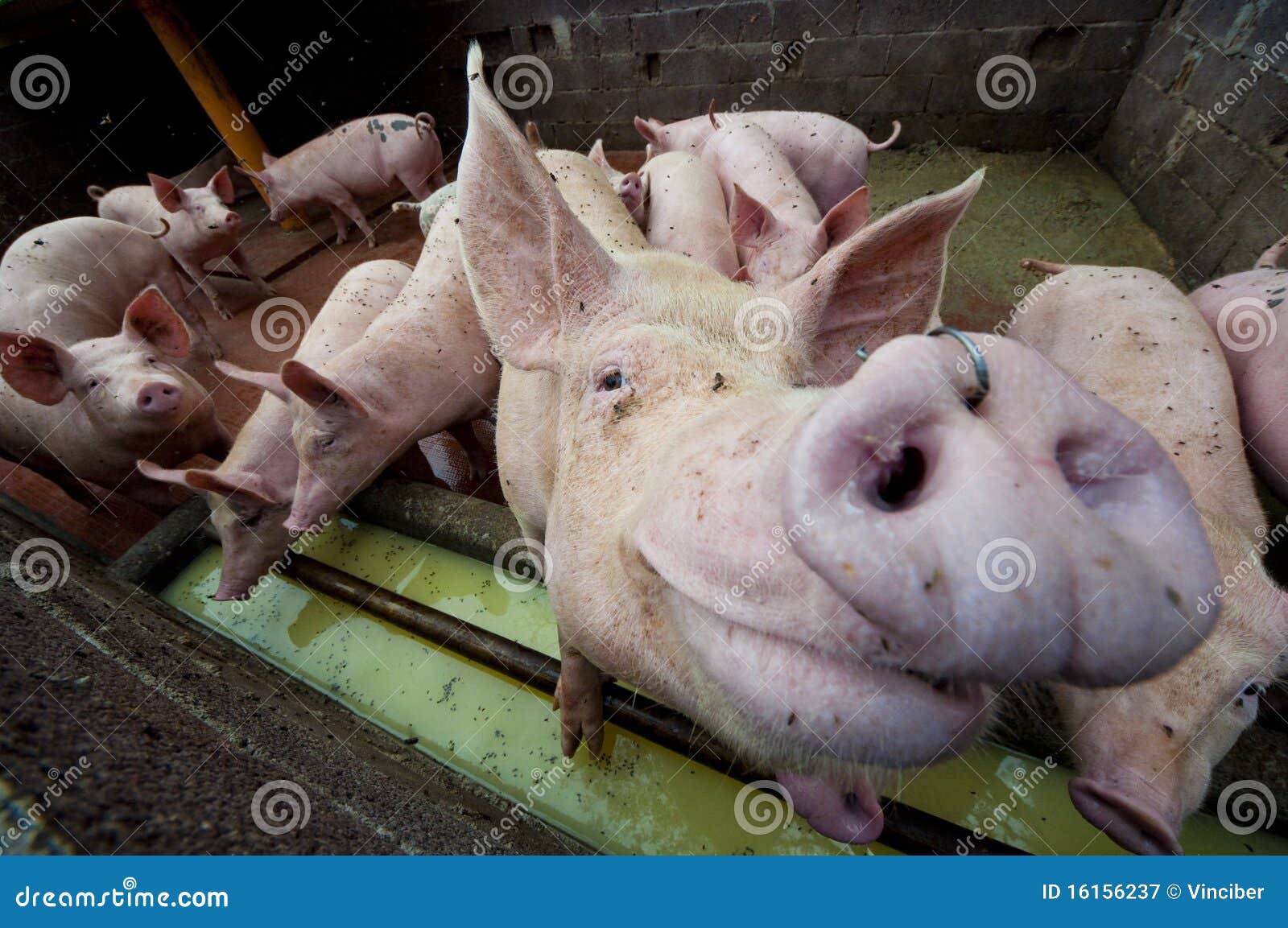 Porcos felizes imagem de stock. Imagem de agricultura - 16156237