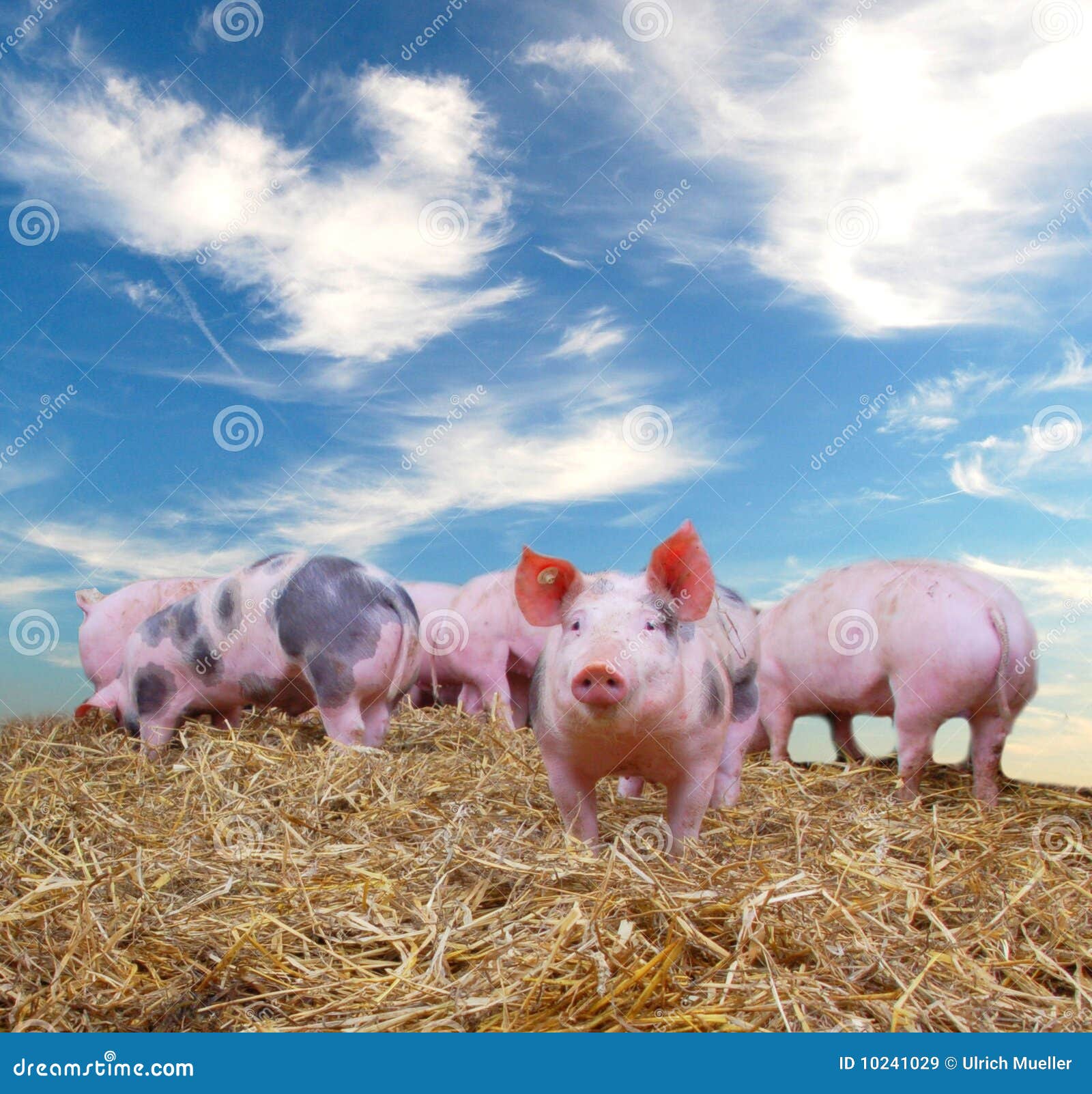 Porcs image stock. Image du agriculture, porcelet, beau - 10241029